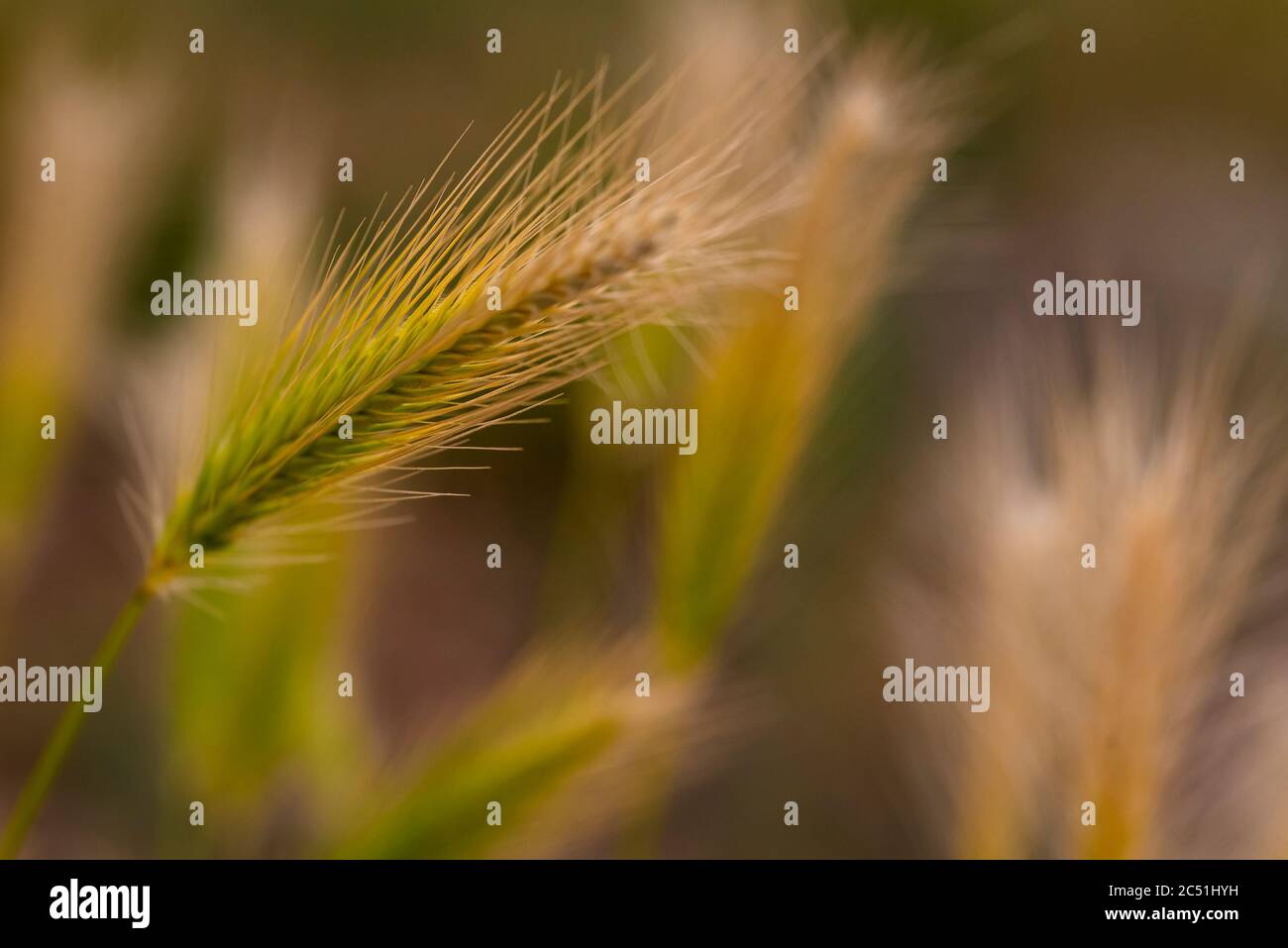 Barley out of focus, abstract photography, nice Barley, fine art photo ...