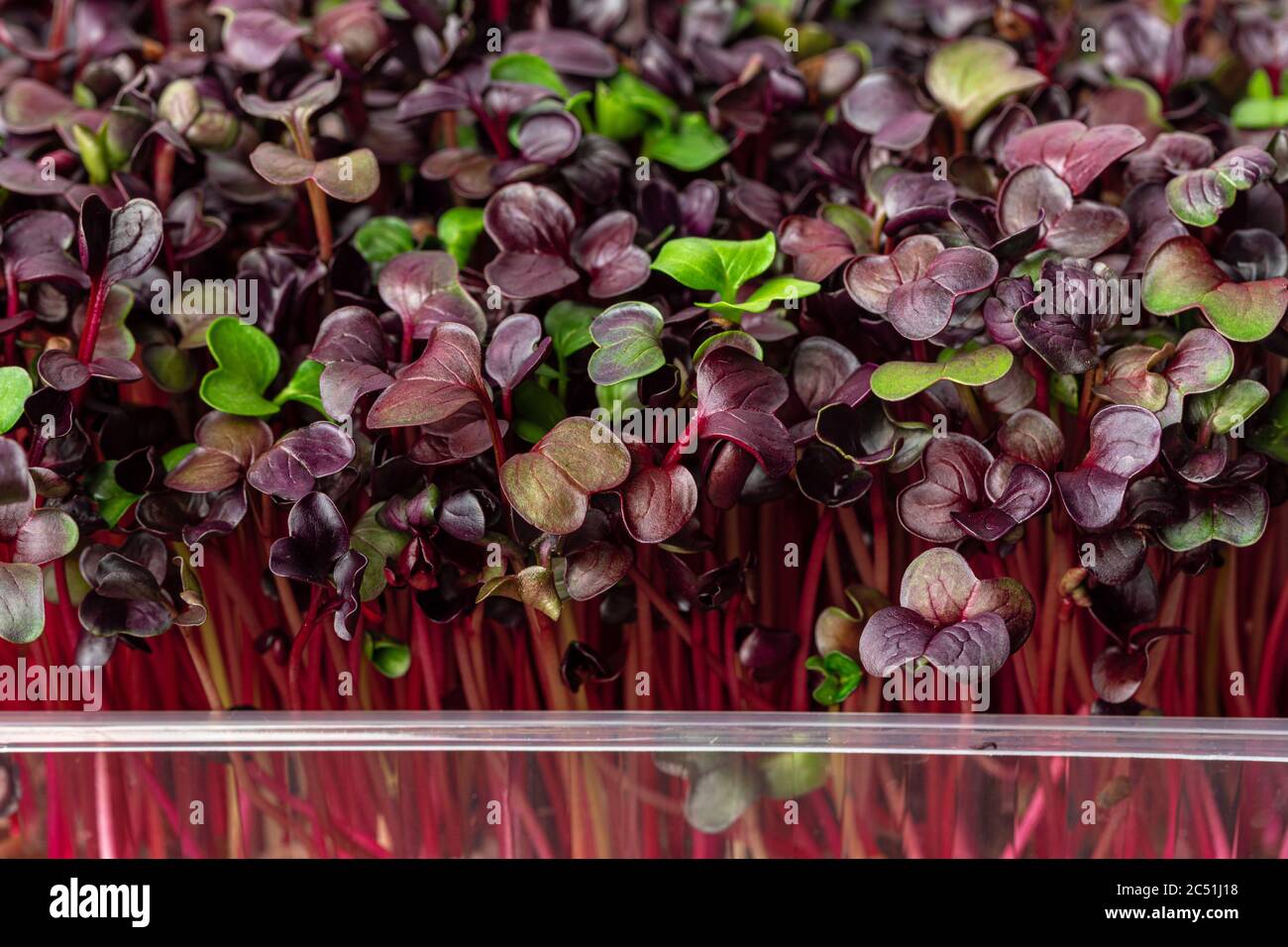 Radish micro green sprouts close up. Healthy eating concept Stock Photo - Alamy