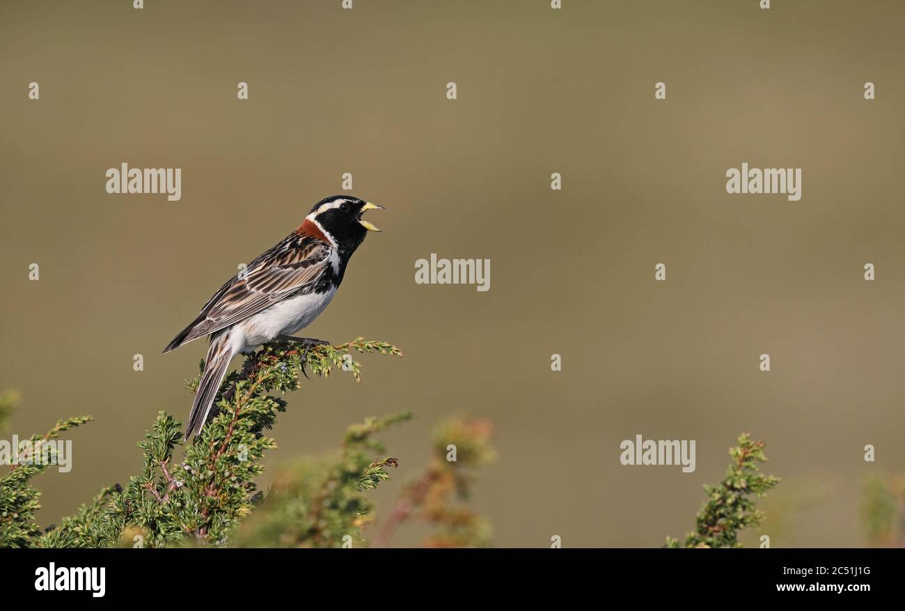 Lapland longspur (Calcarius lapponicus) singing on tundra Stock Photo ...
