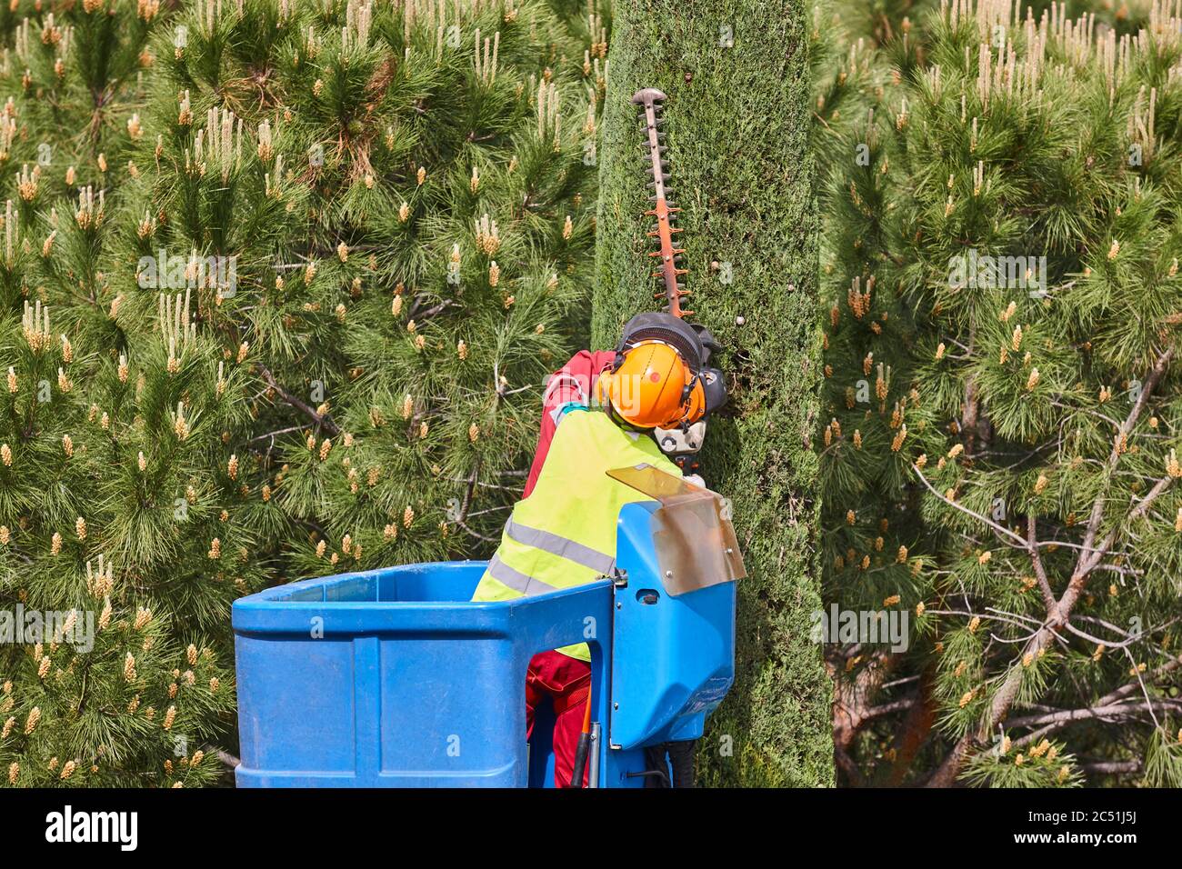 Gardener pruning a cypress on a crane. Seasonal trees maintenance Stock ...