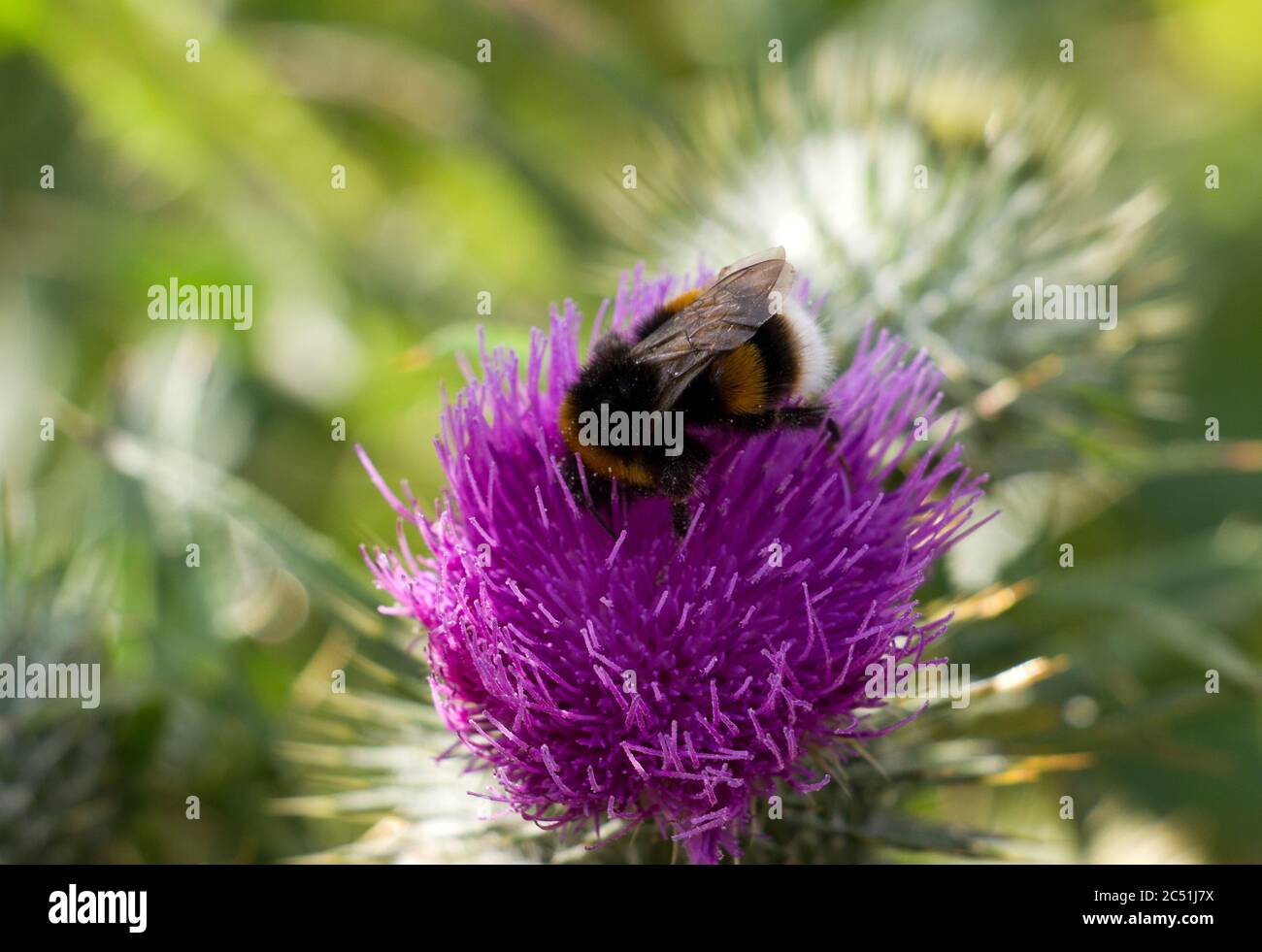 A White-tailed Bumble Bee gathers pollen from the flower of a Woolly ...