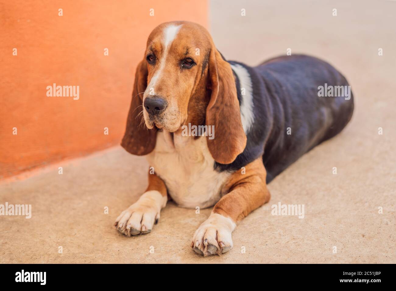 Dog Basset hound sitting and looks at the camera Stock Photo - Alamy