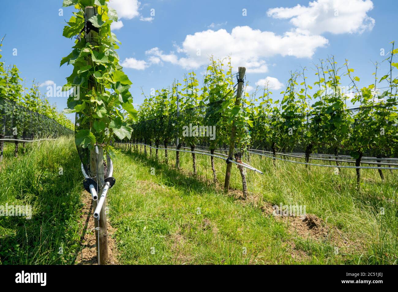 A close up view of an irrigation system on grapevines in a vineyard ...