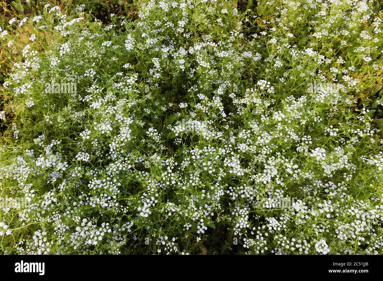 Swamp plant with flowers hi-res stock photography and images - Alamy