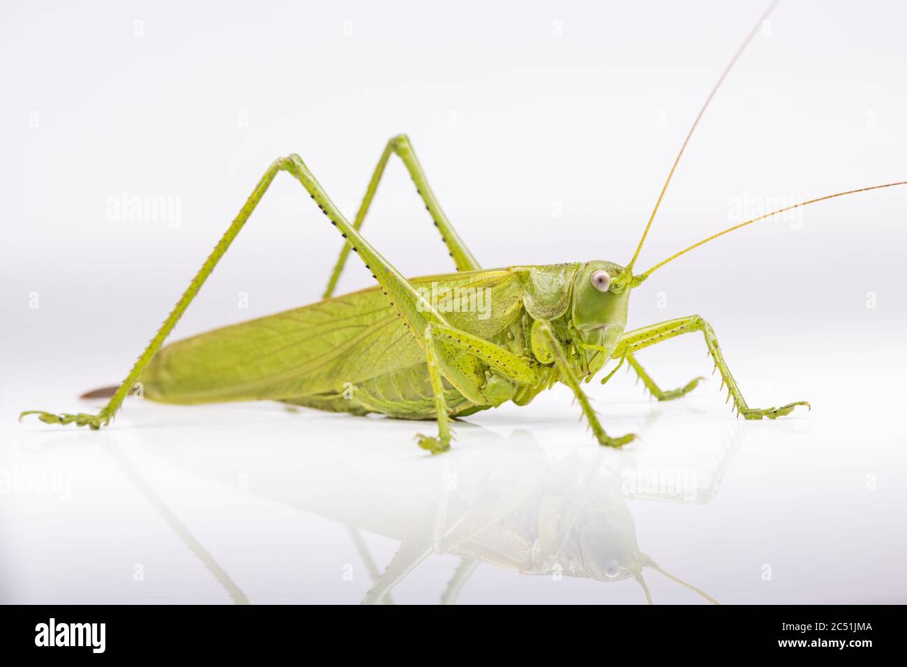 Locust antenna hi-res stock photography and images - Alamy