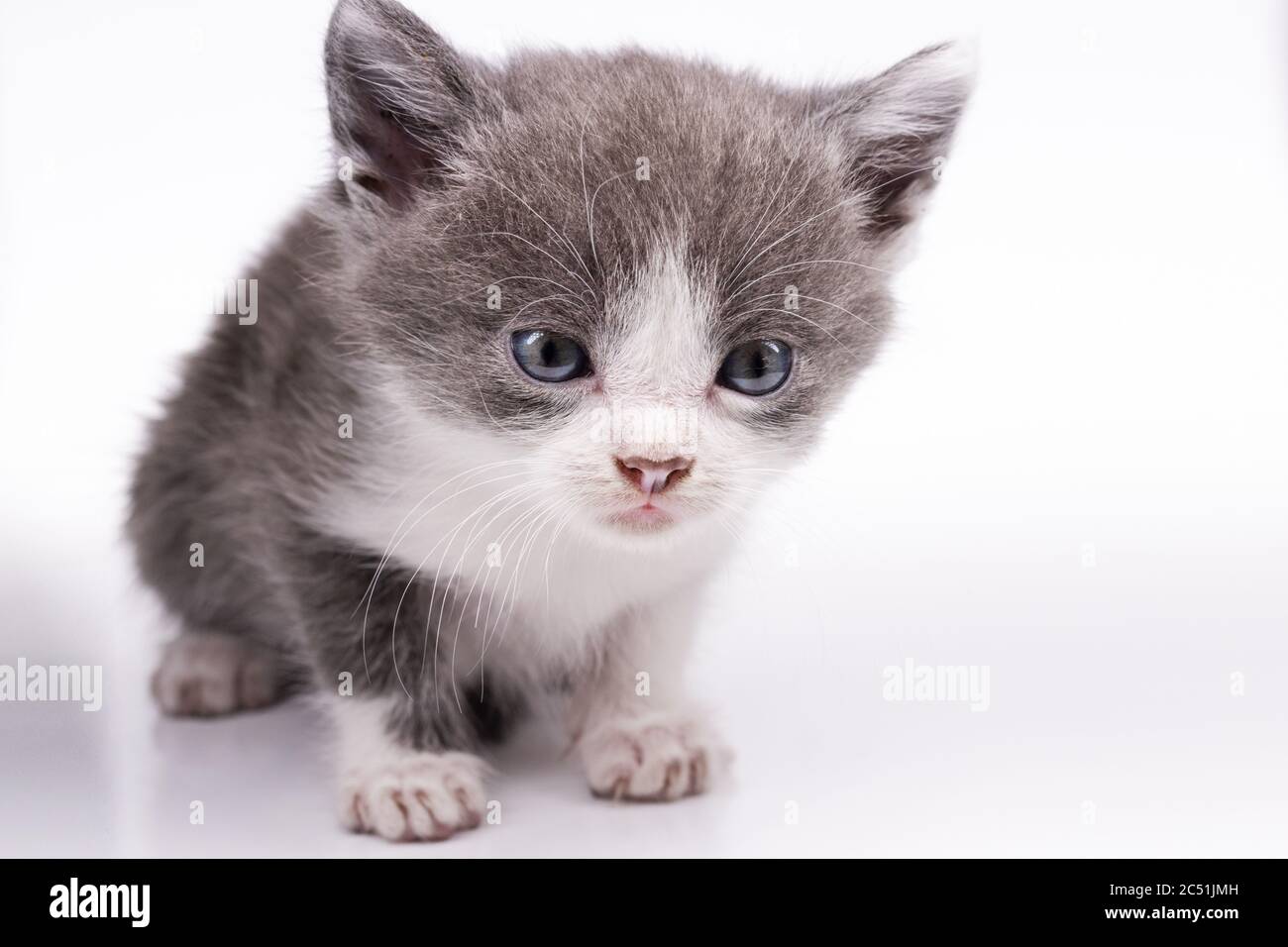 Cute beautiful animal hi-res stock photography and images - Alamy