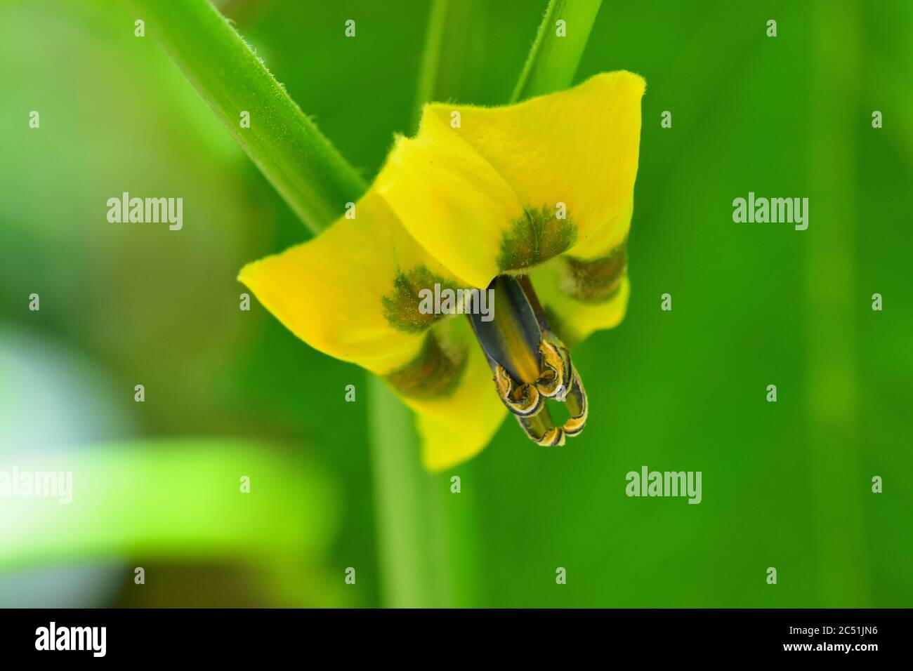 Tomatillo flower hi-res stock photography and images - Alamy