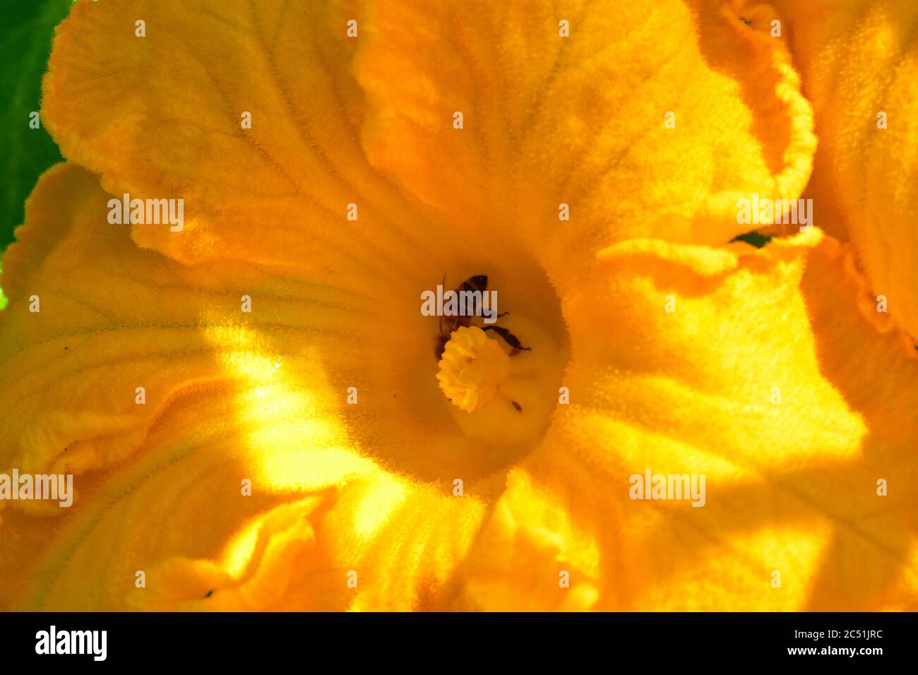 Bee pollinating pumpkin flower hi-res stock photography and images - Alamy