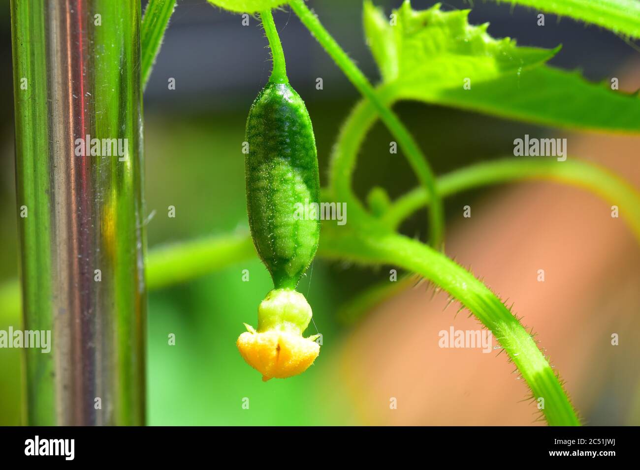 Cucamelon plant hi-res stock photography and images - Alamy