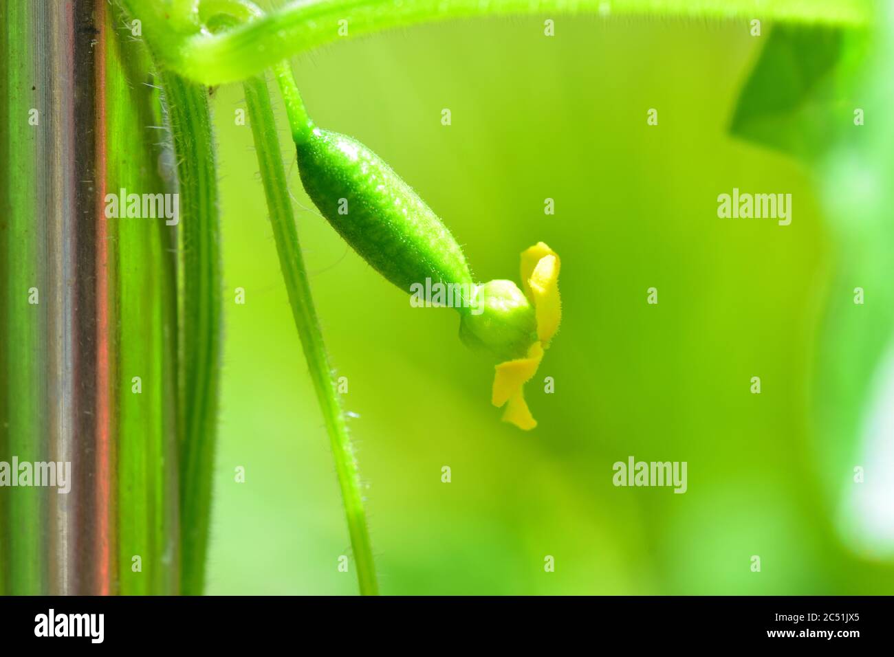 Cucamelon growing hi-res stock photography and images - Alamy