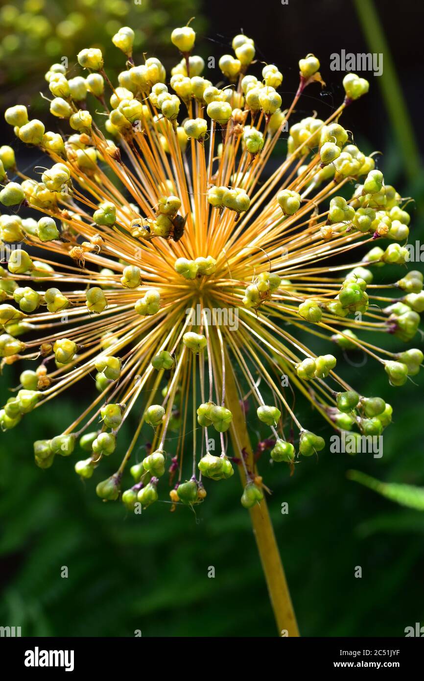 Dead allium flower hi-res stock photography and images - Alamy