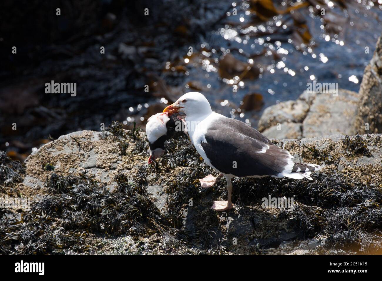 Greater Black Backed gull with puffin Stock Photo - Alamy
