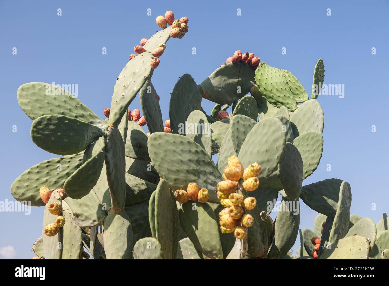 Prickly Pear with fruit also known as paddle cactus in the grounds of a ...