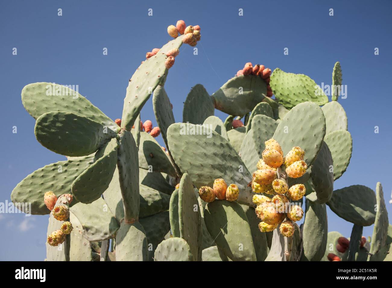 Prickly Pear with fruit also known as paddle cactus in the grounds of a ...