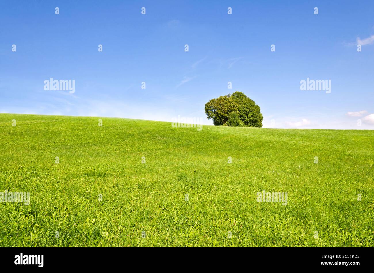 Meadow summer tree hi-res stock photography and images - Alamy