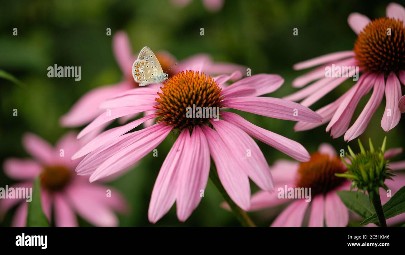 Echinacea spring hi-res stock photography and images - Alamy