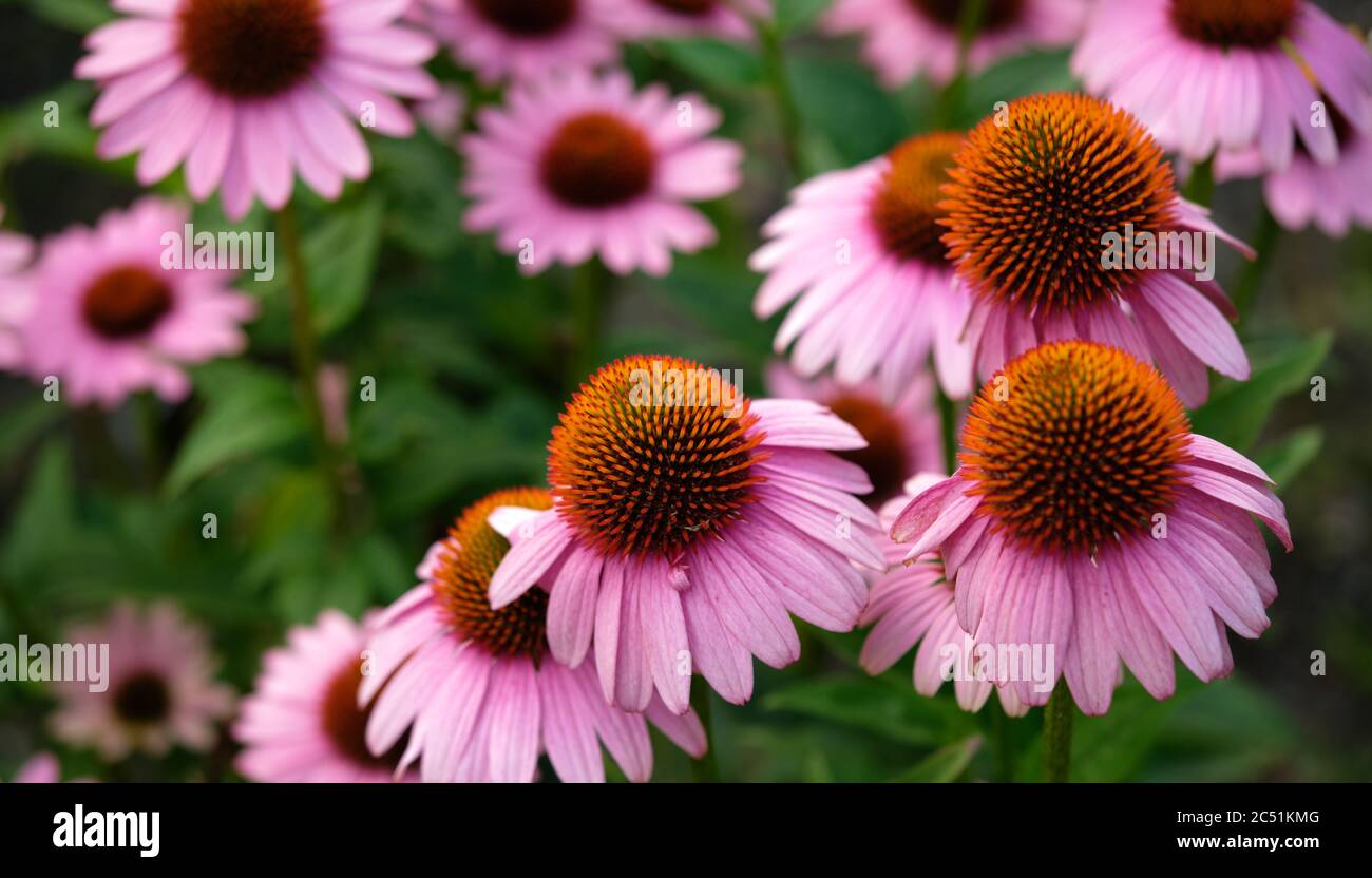 Echinacea spring hi-res stock photography and images - Alamy