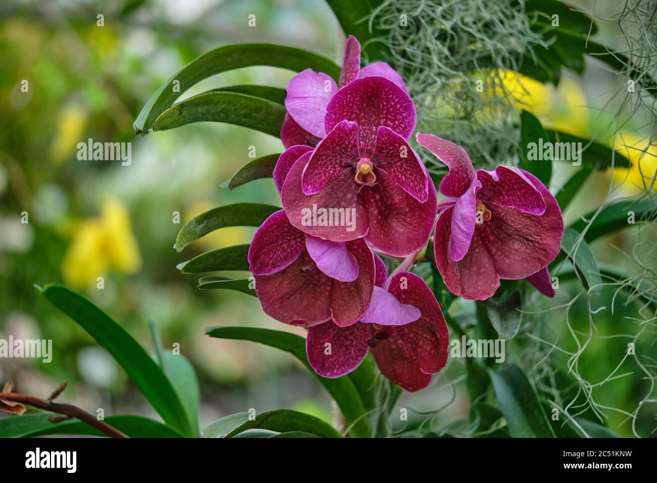 Large orchids hi-res stock photography and images - Alamy