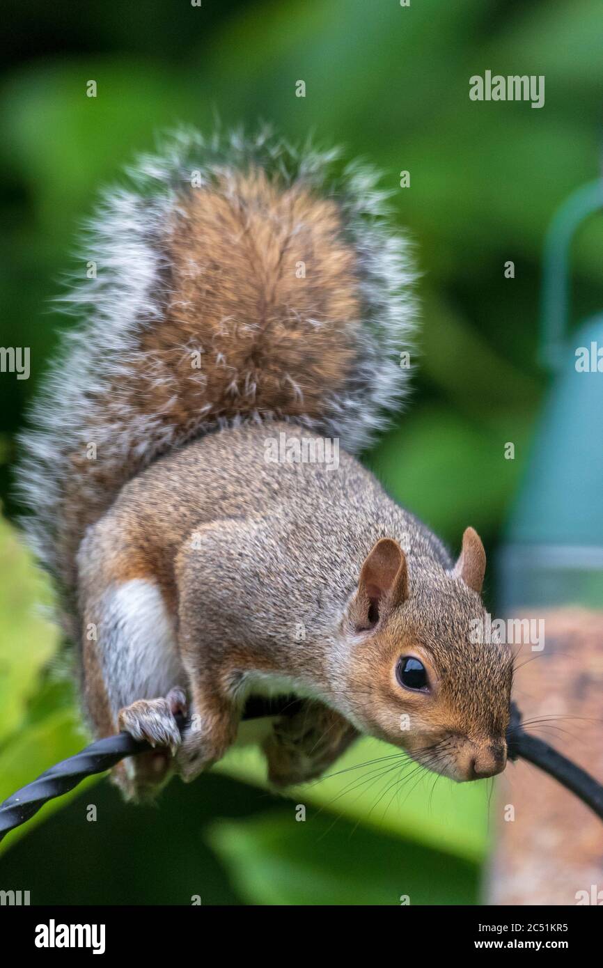 Grey squirrel pest hi-res stock photography and images - Alamy