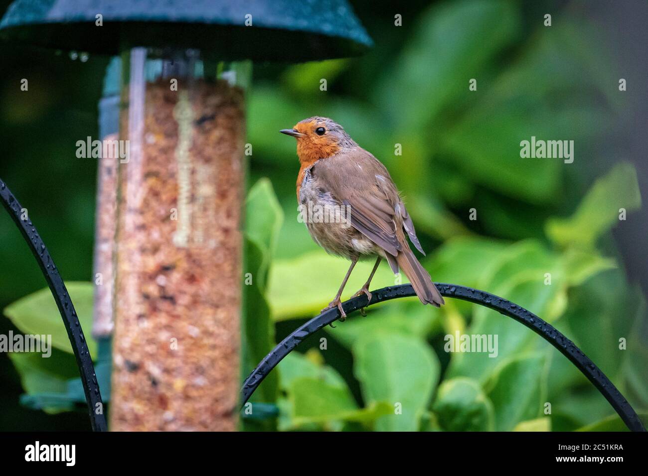 A damp looking Robin with feathers fluffed out to dry Stock Photo - Alamy