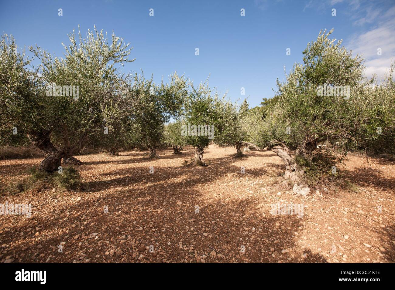 Olive trees in an Olive grove in Crete Greece Stock Photo - Alamy