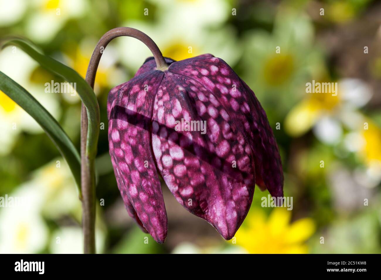 Fritillaria meleagris commonly known as snake's head fritillary a ...