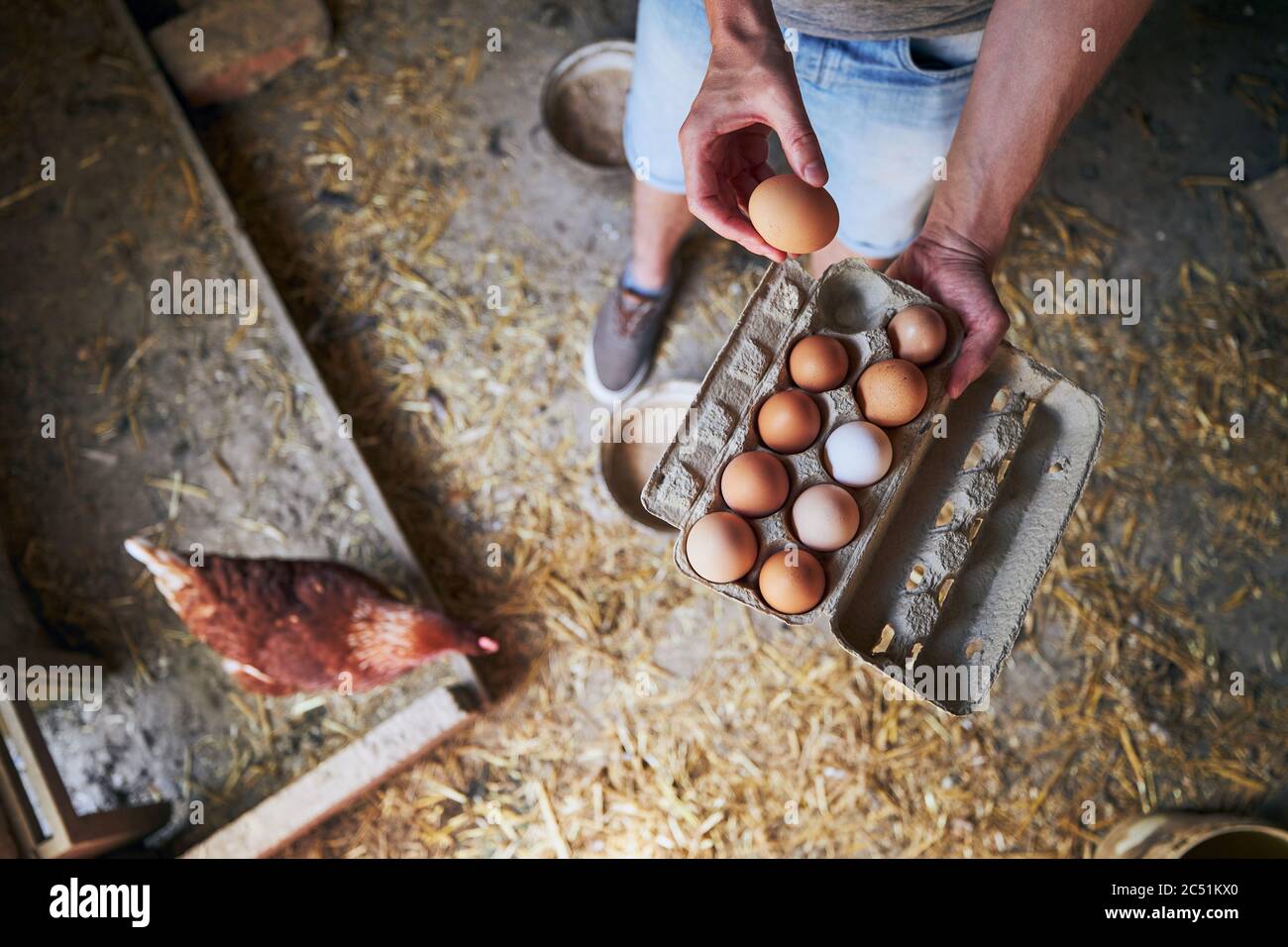 Hand collecting eggs hi-res stock photography and images - Alamy