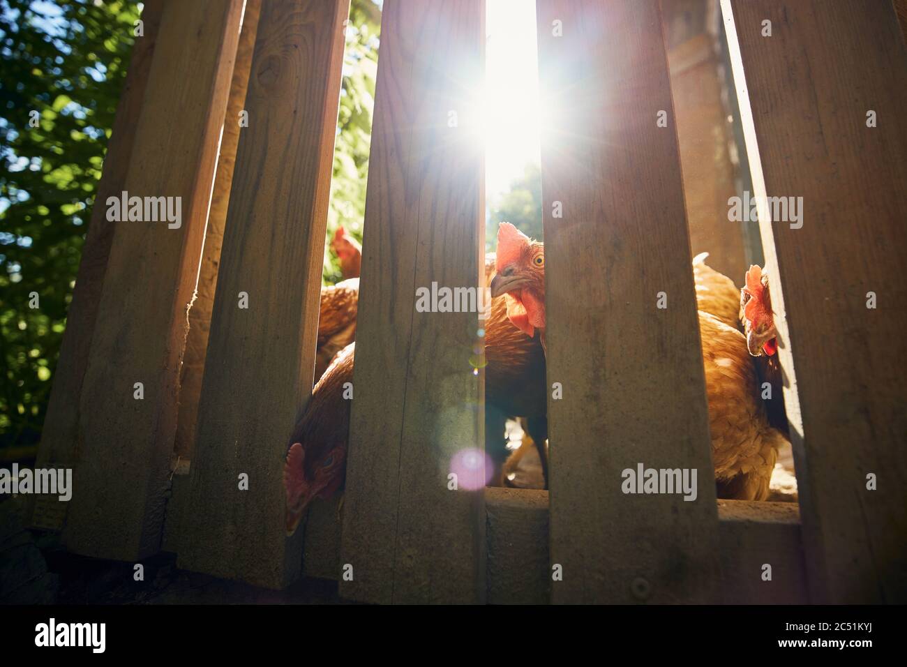 Group of hens behind wooden fence at small organic farm Stock Photo - Alamy