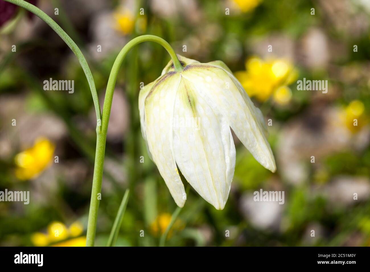 Fritillaria meleagris alba commonly known as snake's head fritillary a ...