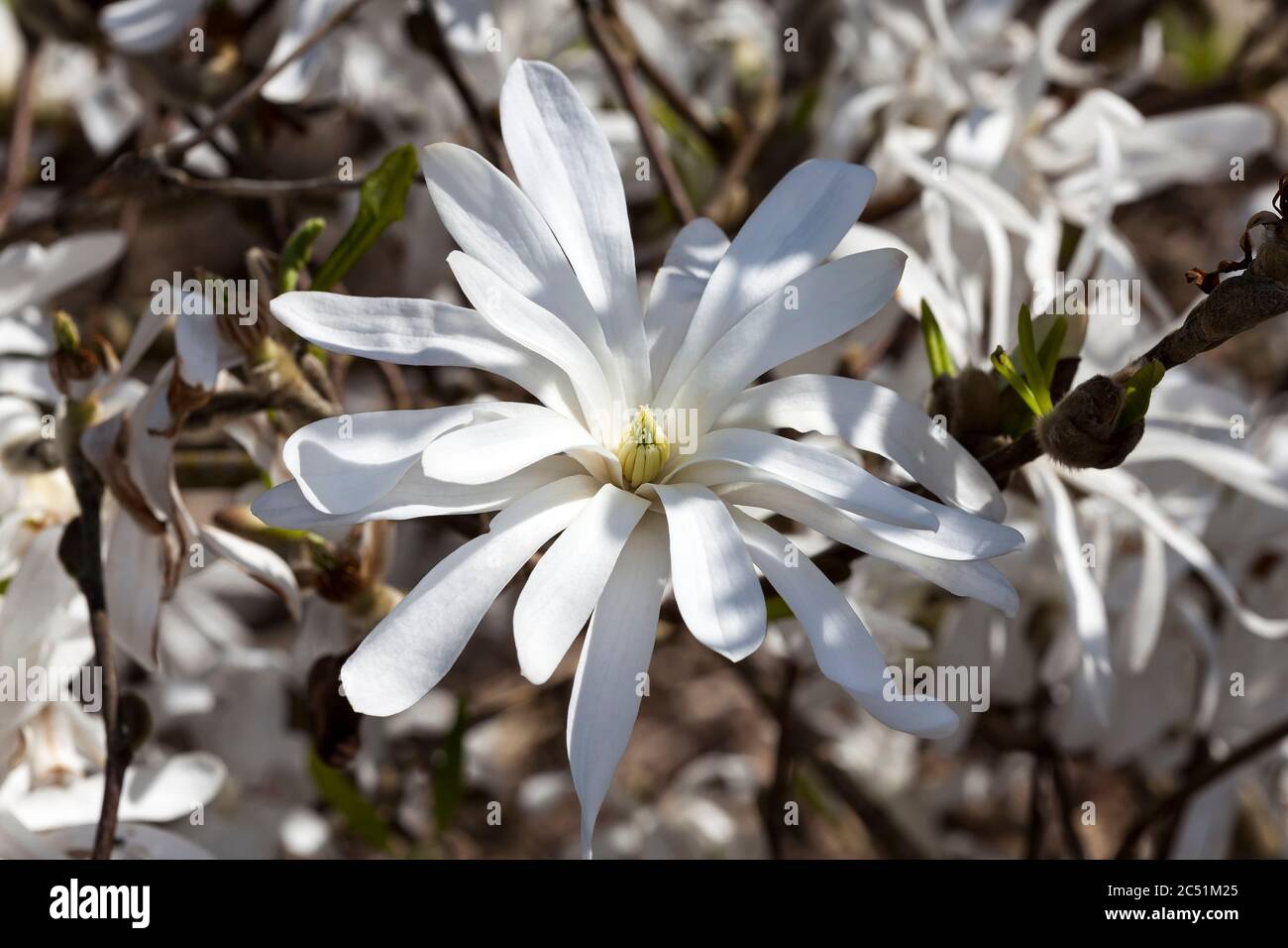 Magnolia Stellata a winter spring white flower shrub or small tree ...