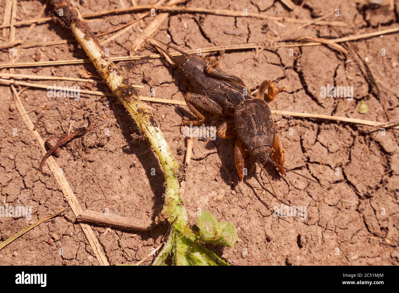 Very big medvedka or mole cricket on the on cracked ground. Close-up or ...
