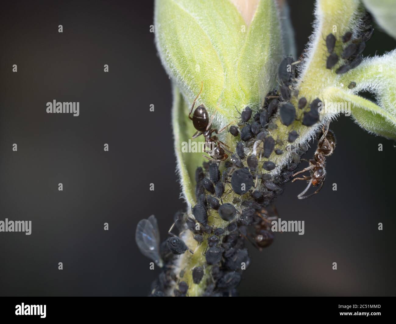 Black garden Ant Harvesting Aphids Stock Photo - Alamy