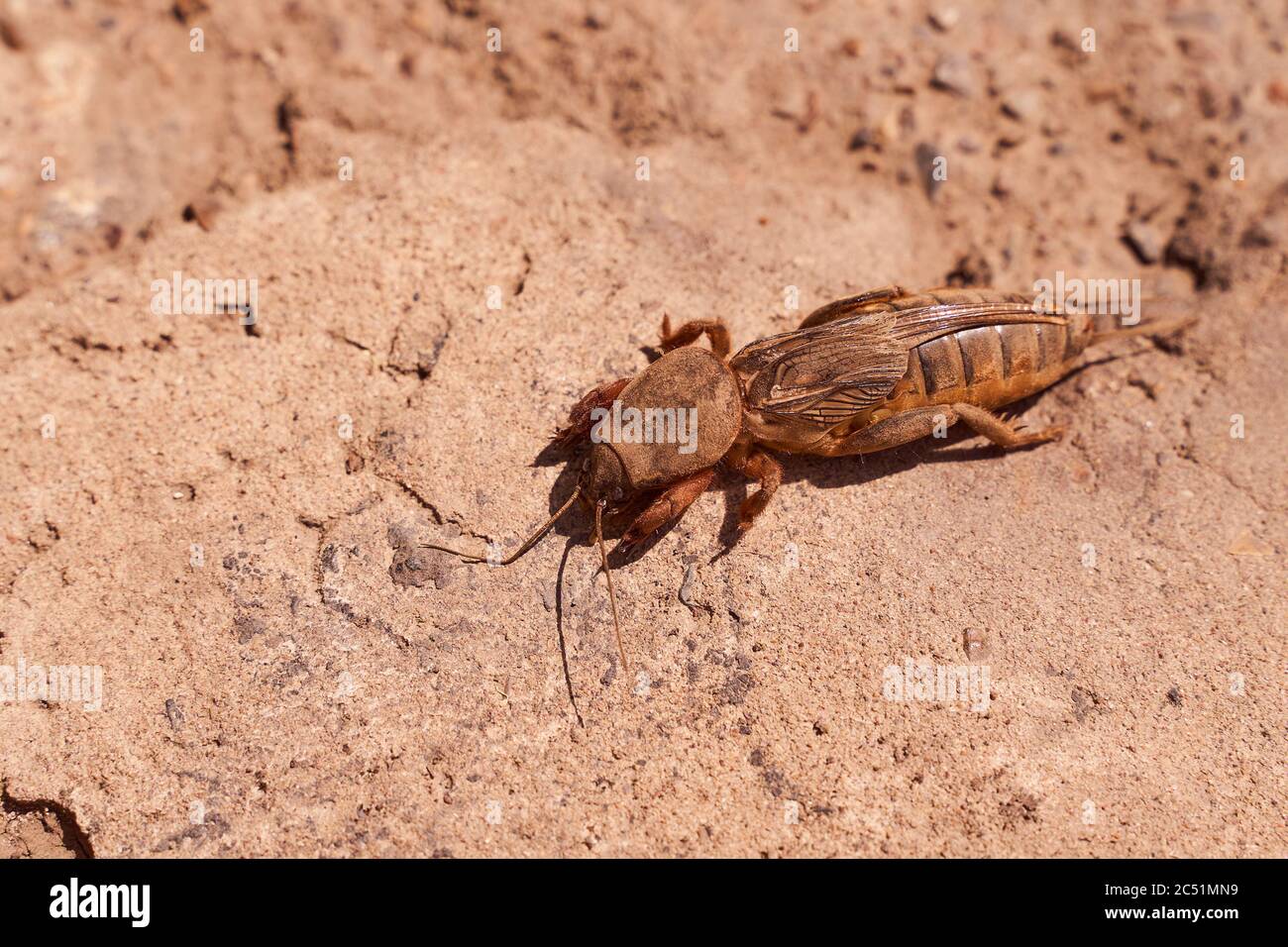 Very big medvedka or mole cricket on the on cracked ground. Close-up or ...