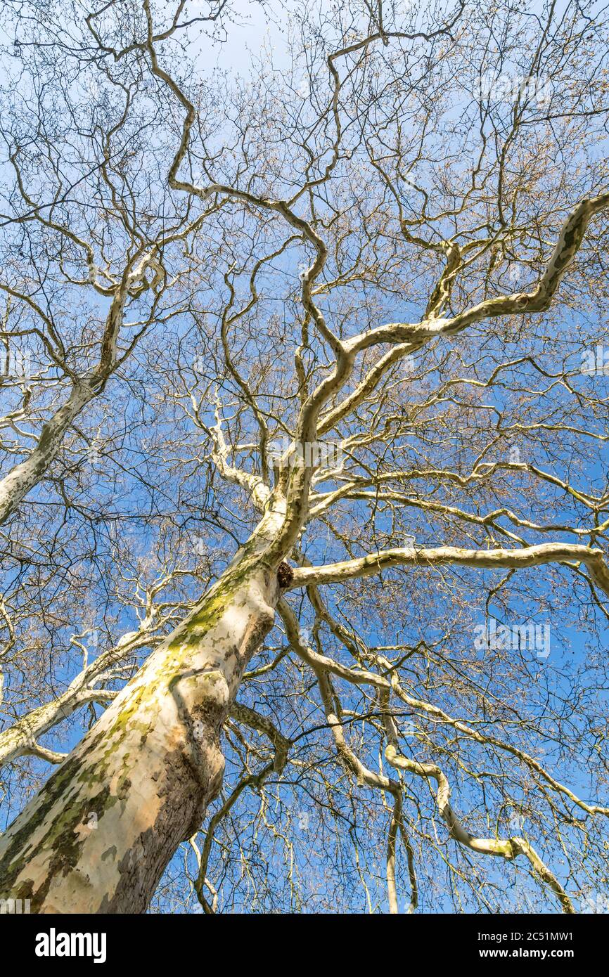 Leafless plant hi-res stock photography and images - Alamy