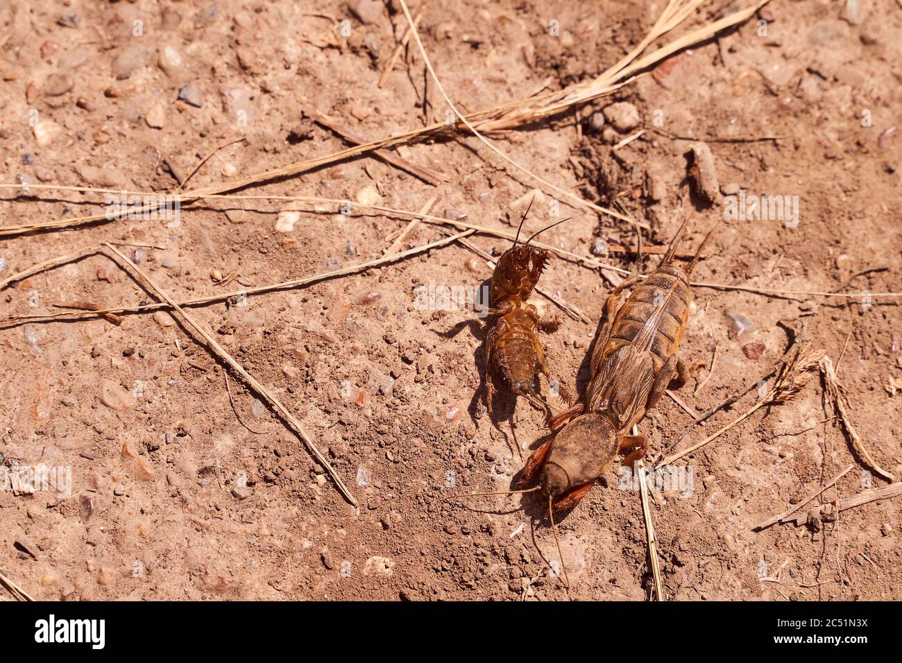 Medvedka hi-res stock photography and images - Alamy