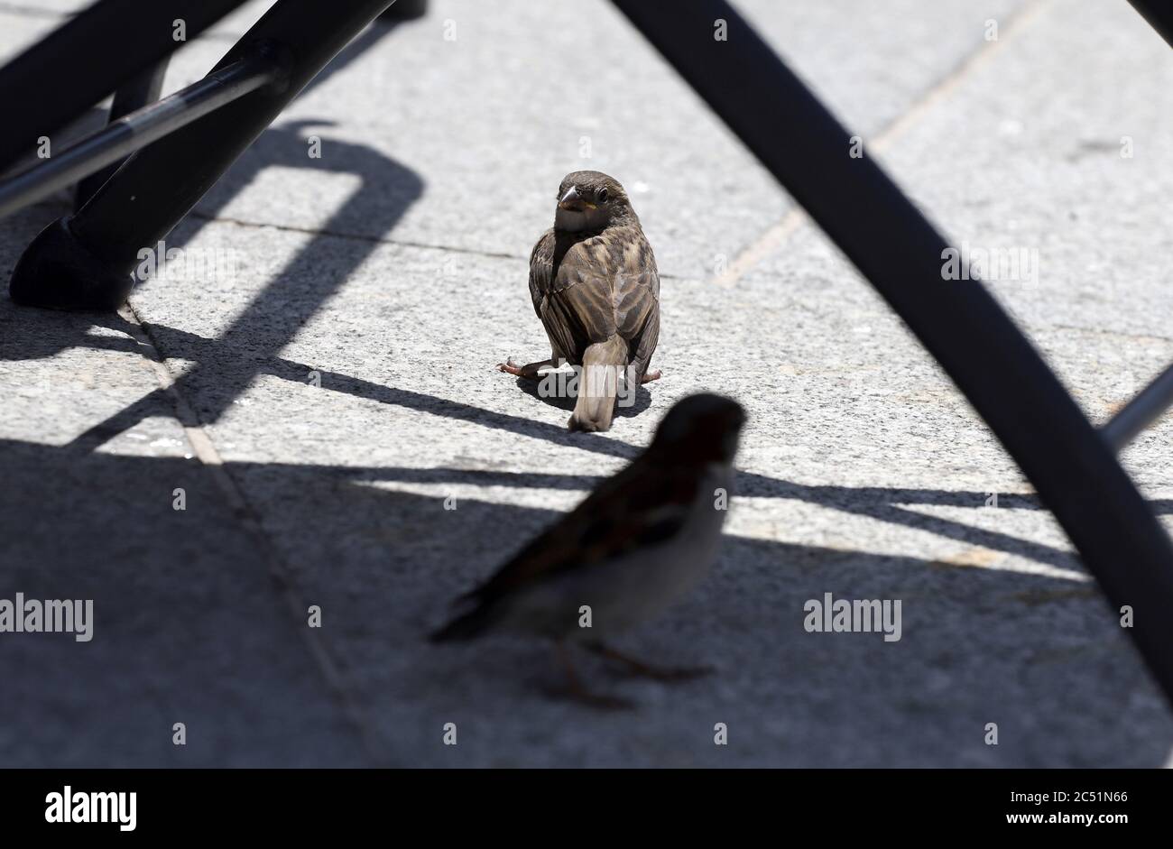 Two baby sparrows hi-res stock photography and images - Alamy