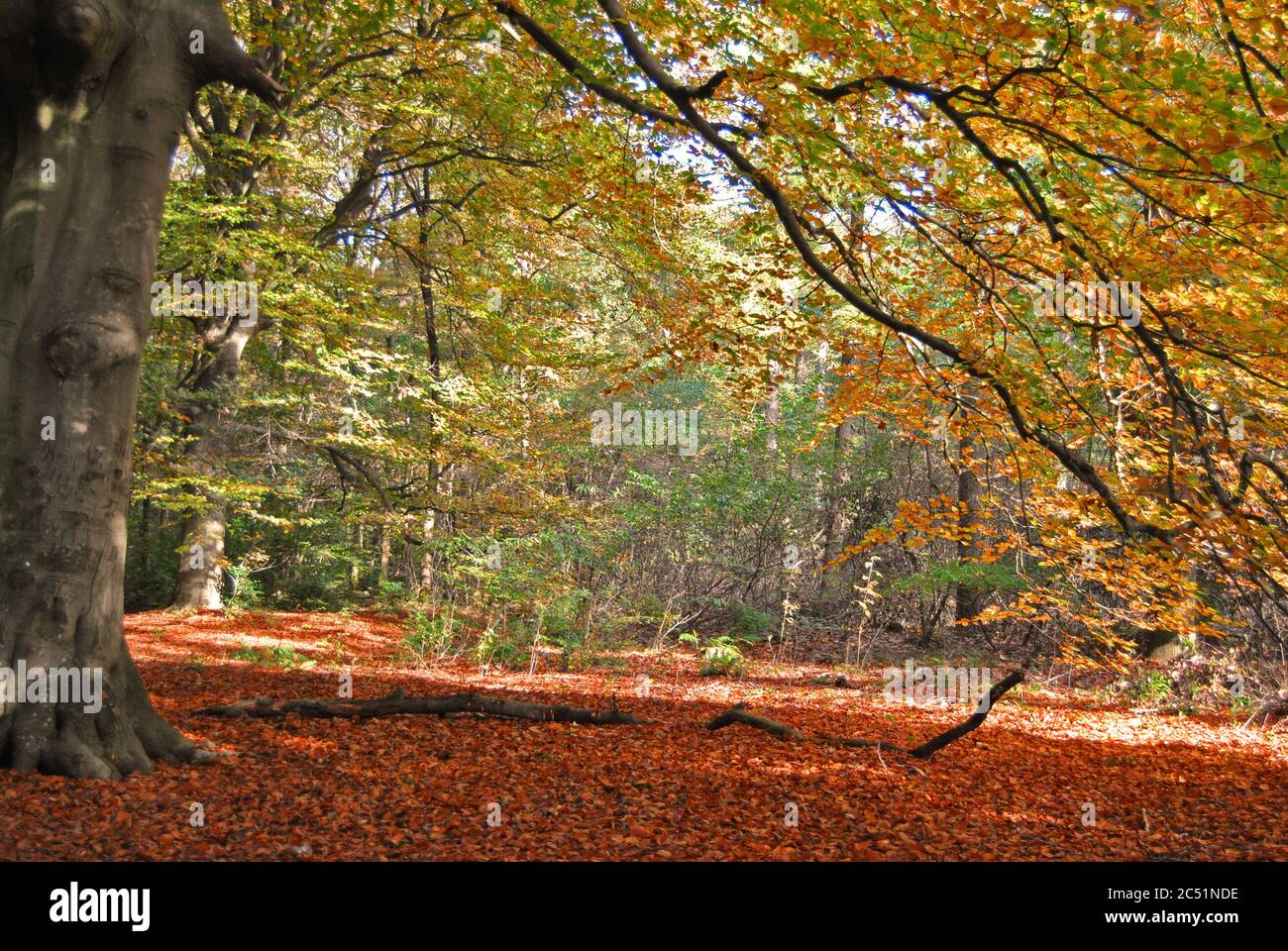 Beautiful scenery of a park with a lot of trees and fallen autumn ...