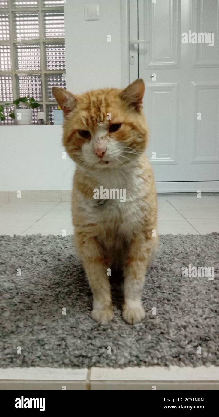 Cat behind the door hi-res stock photography and images - Alamy