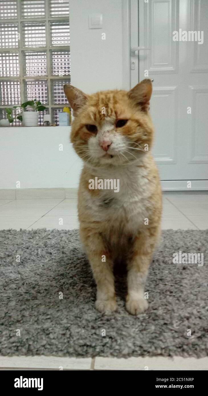 Ginger red baby cat hi-res stock photography and images - Alamy