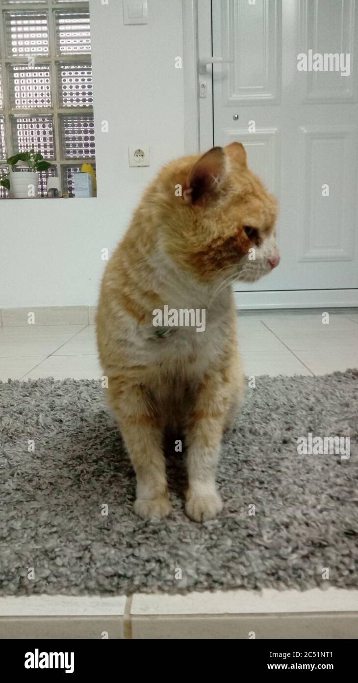 Cat behind the door hi-res stock photography and images - Alamy