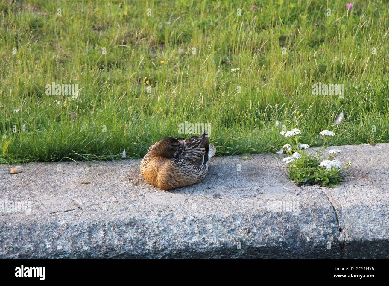 Yarrow uses hi-res stock photography and images - Alamy