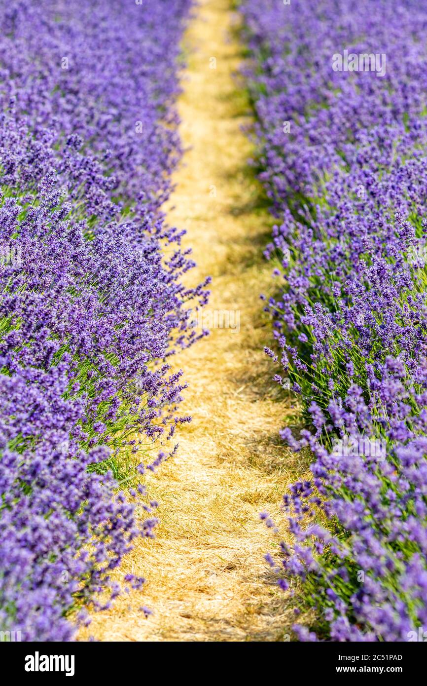 A pathway through a lavender field, on a sunny summer's day Stock Photo ...
