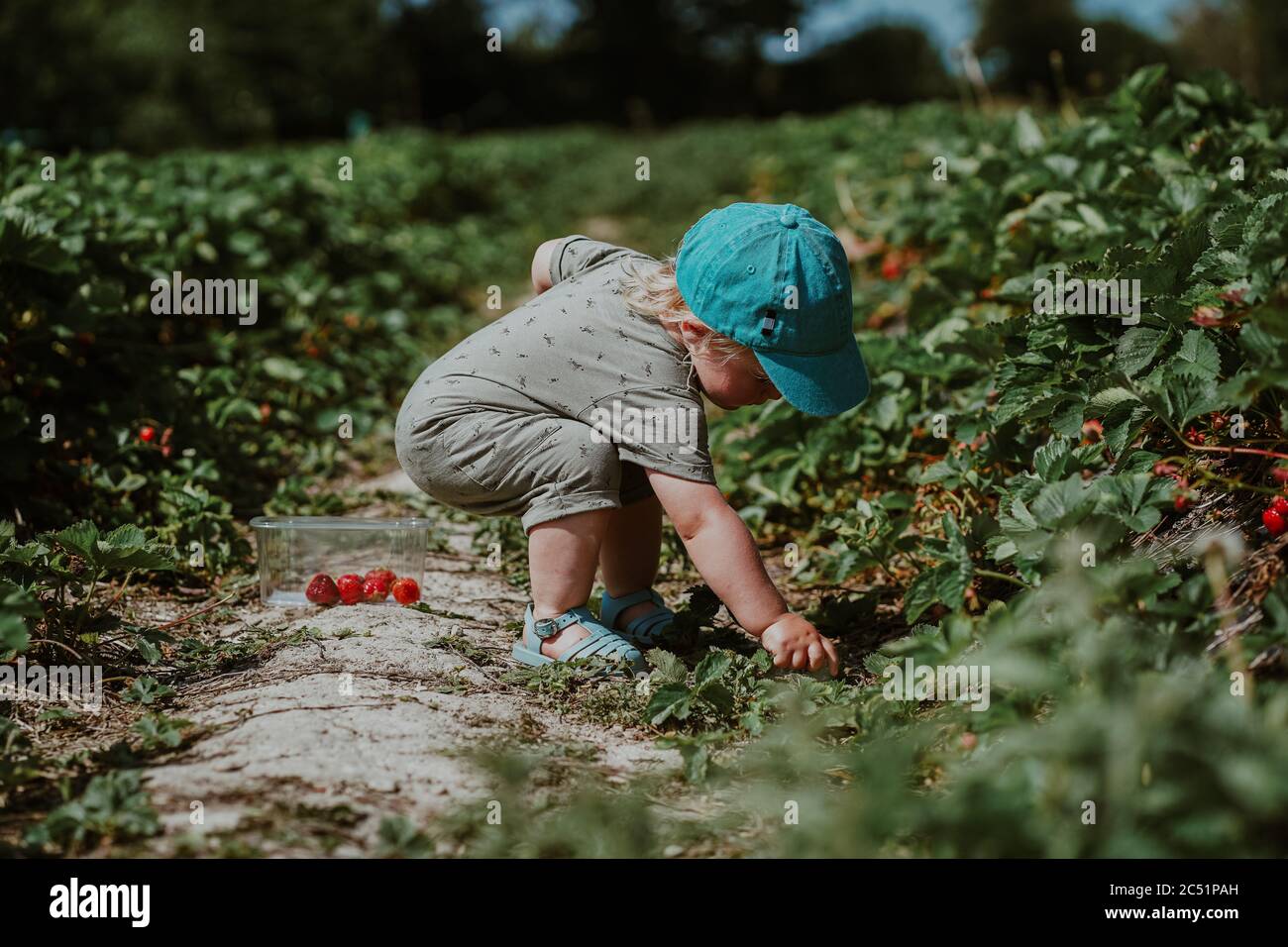 Boys picking fruit hi-res stock photography and images - Alamy