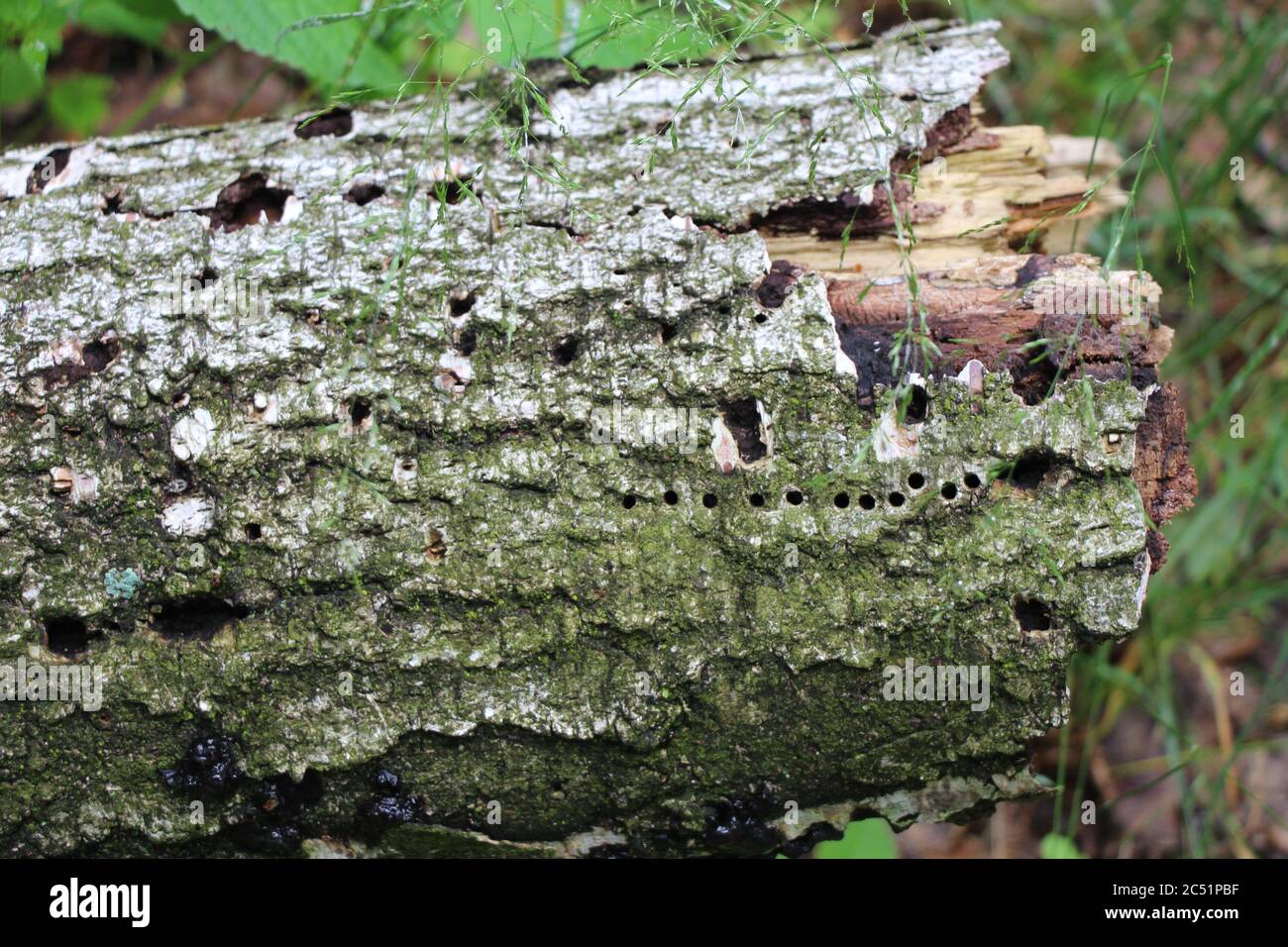 Dead birch tree hi-res stock photography and images - Alamy
