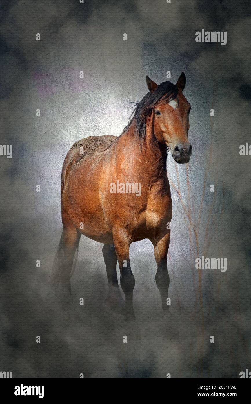 Pony texture hi-res stock photography and images - Alamy