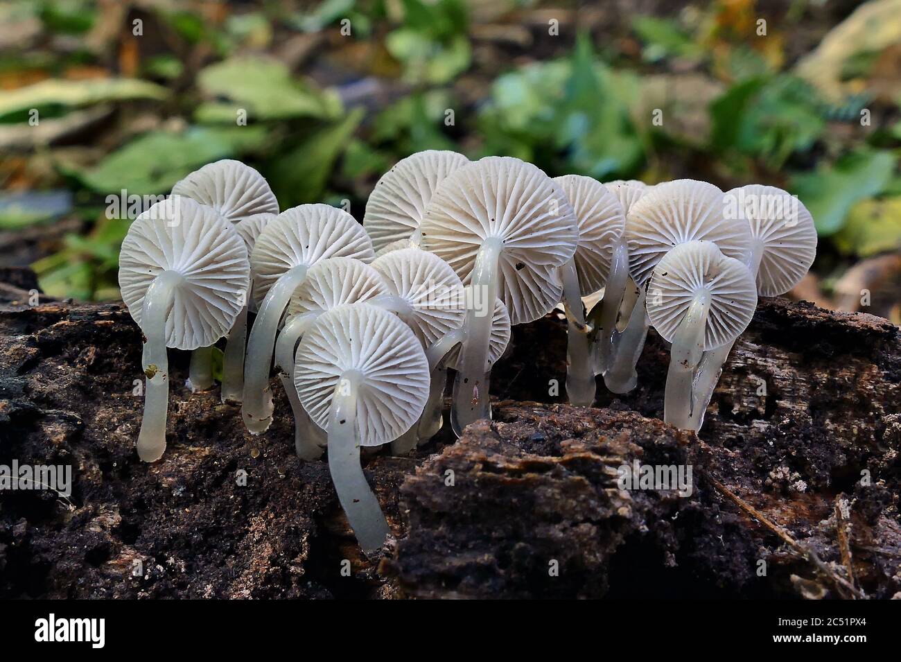 A group of austro dripping bonnet mushrooms showing off their gills and ...