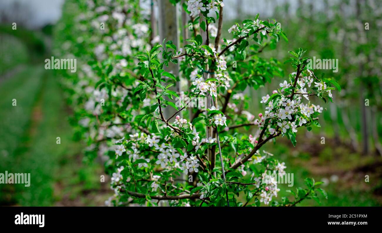 Flowering tree on farm. Young apple tree with white flowers Stock Photo ...