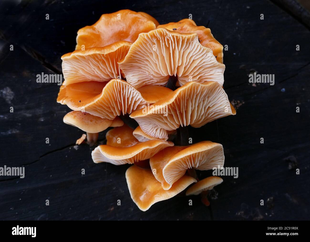 Closeup of a group of wild enoki mushrooms growing on rotten wood in ...