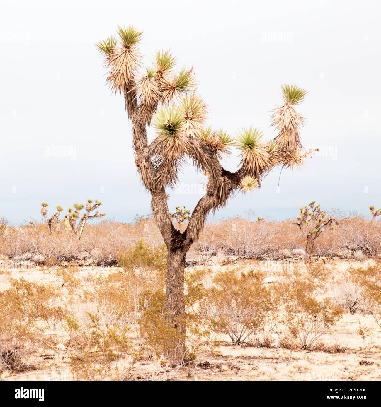 Isolated and dried palm tree in the desert - perfect for the background ...