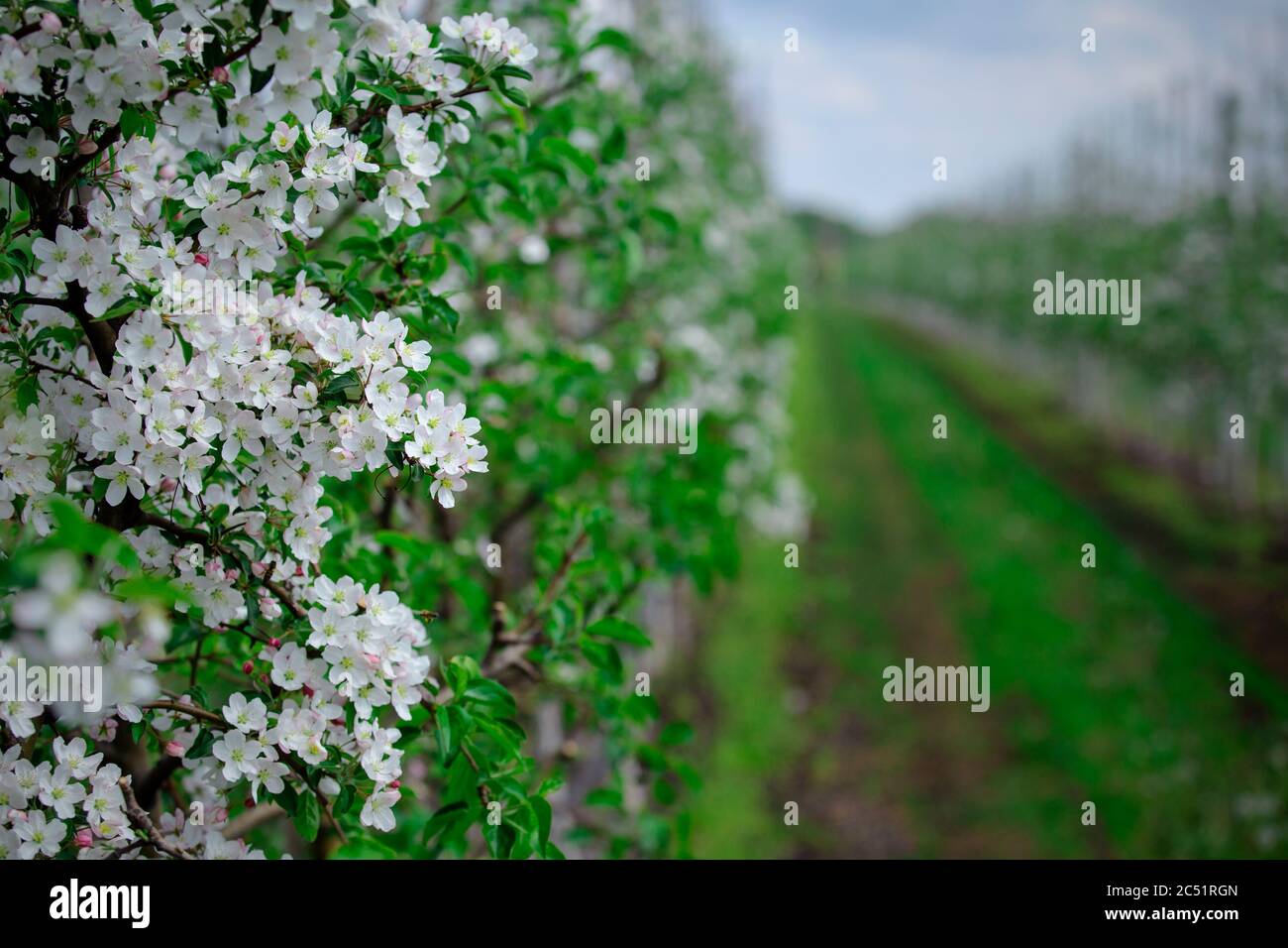 Fruit trees and industrial cultivation. Inflorescences on apple tree ...